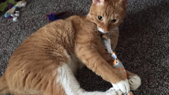 Best Selling 'Nip Kickers for Cats – Fox & Feline
